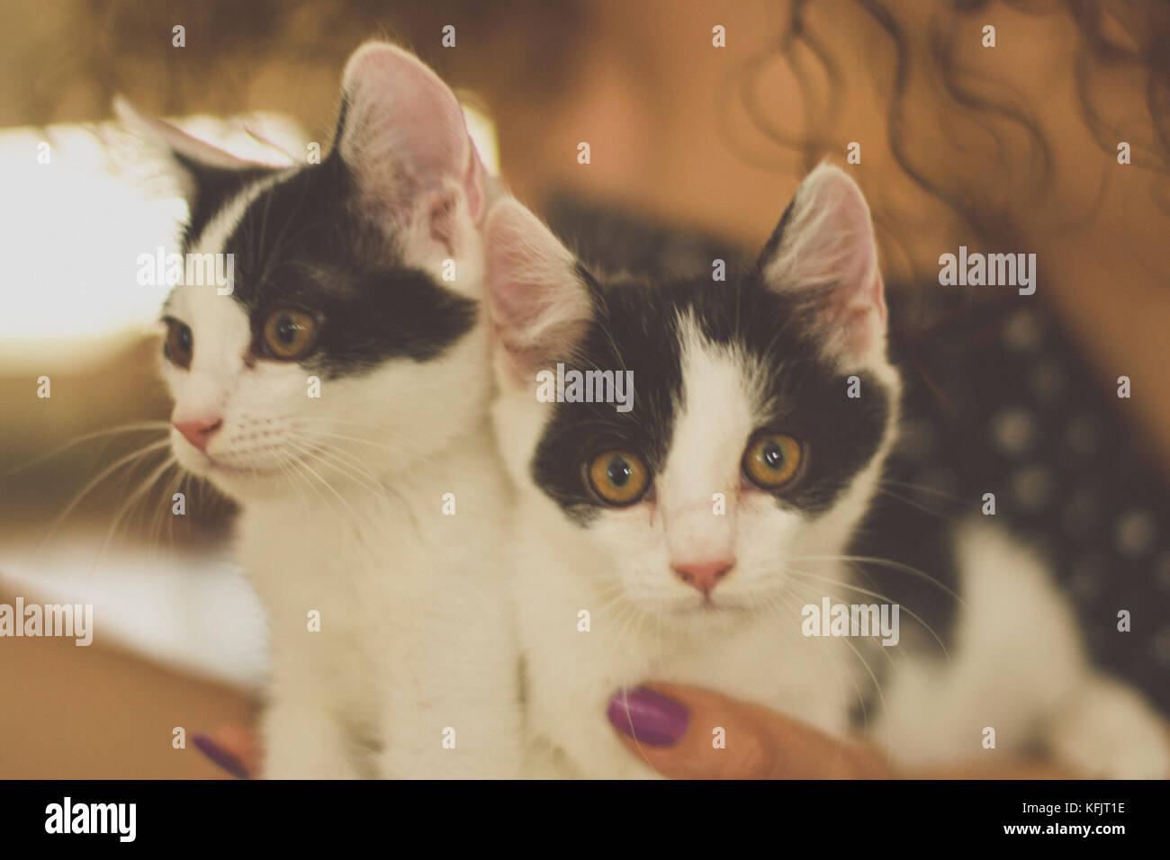 Two small cats Stock Photo - Alamy