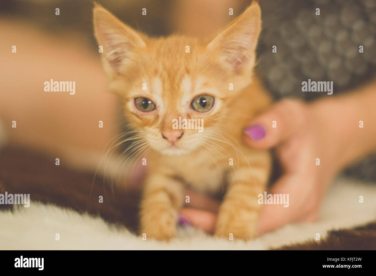 Cute little red kitten Stock Photo - Alamy