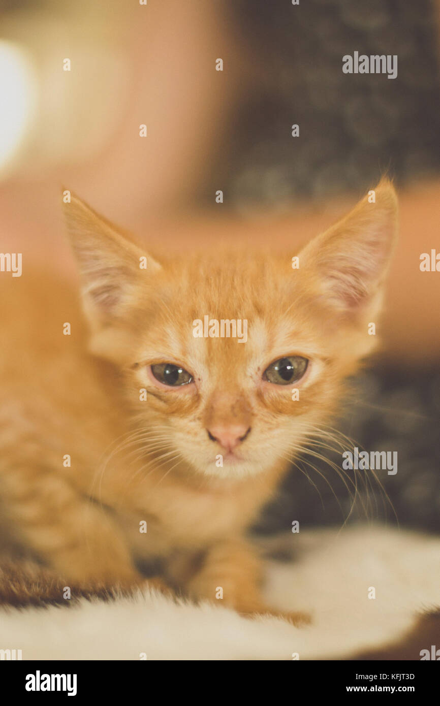 Cute little red kitten Stock Photo - Alamy