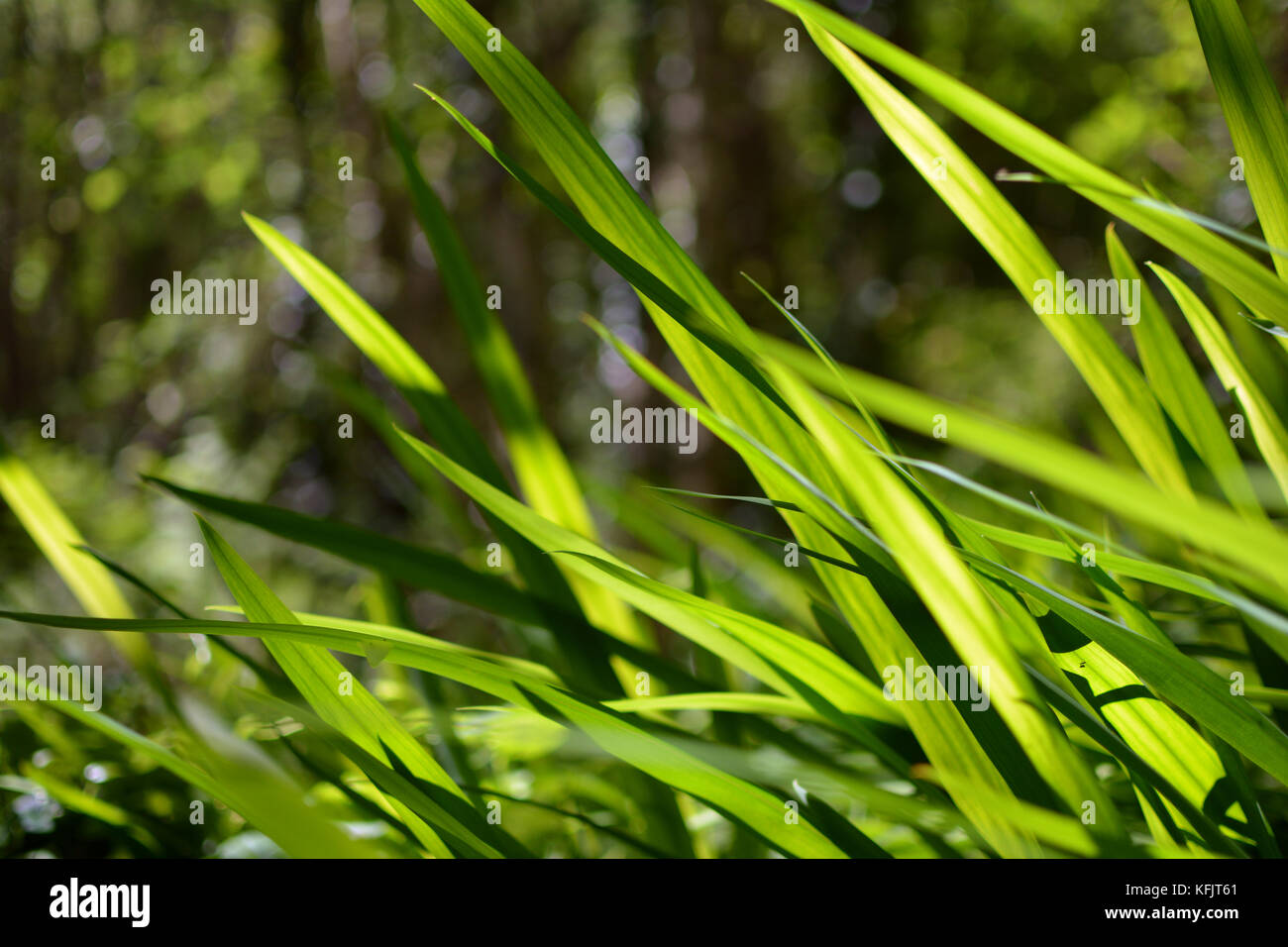 Thick, illuminated blades of grass in wooded surroundings Stock Photo ...