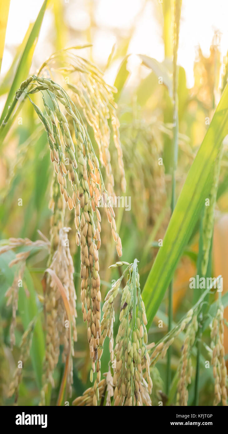 close up of yellow green rice field Stock Photo - Alamy