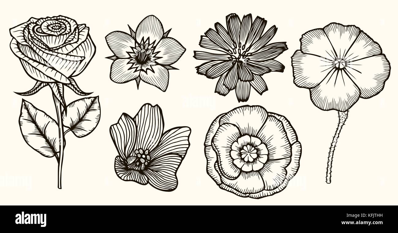 Botany Set Vintage flowers. Black and white illustration in the style ...