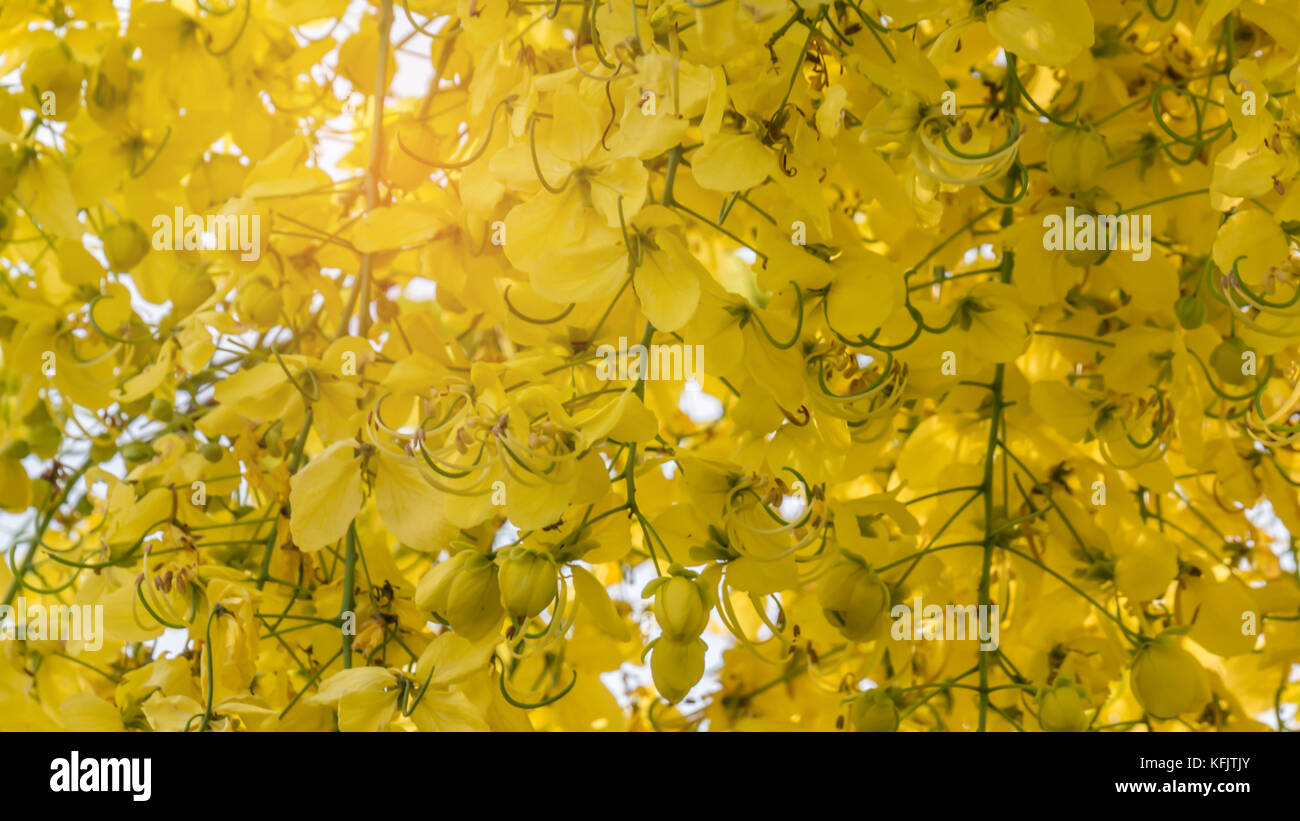 close up of Golden Shower Tree (Cassia fistula Stock Photo - Alamy