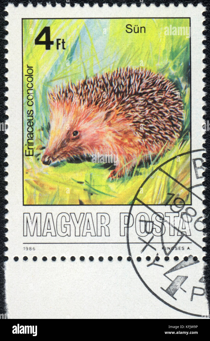 A postage stamp printed in MAGYAR shows Hedgehog Erinaceus concolor ...