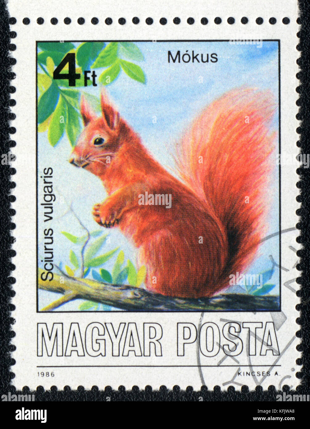 A postage stamp printed in MAGYAR shows squirrel sciurus vulgaris ...