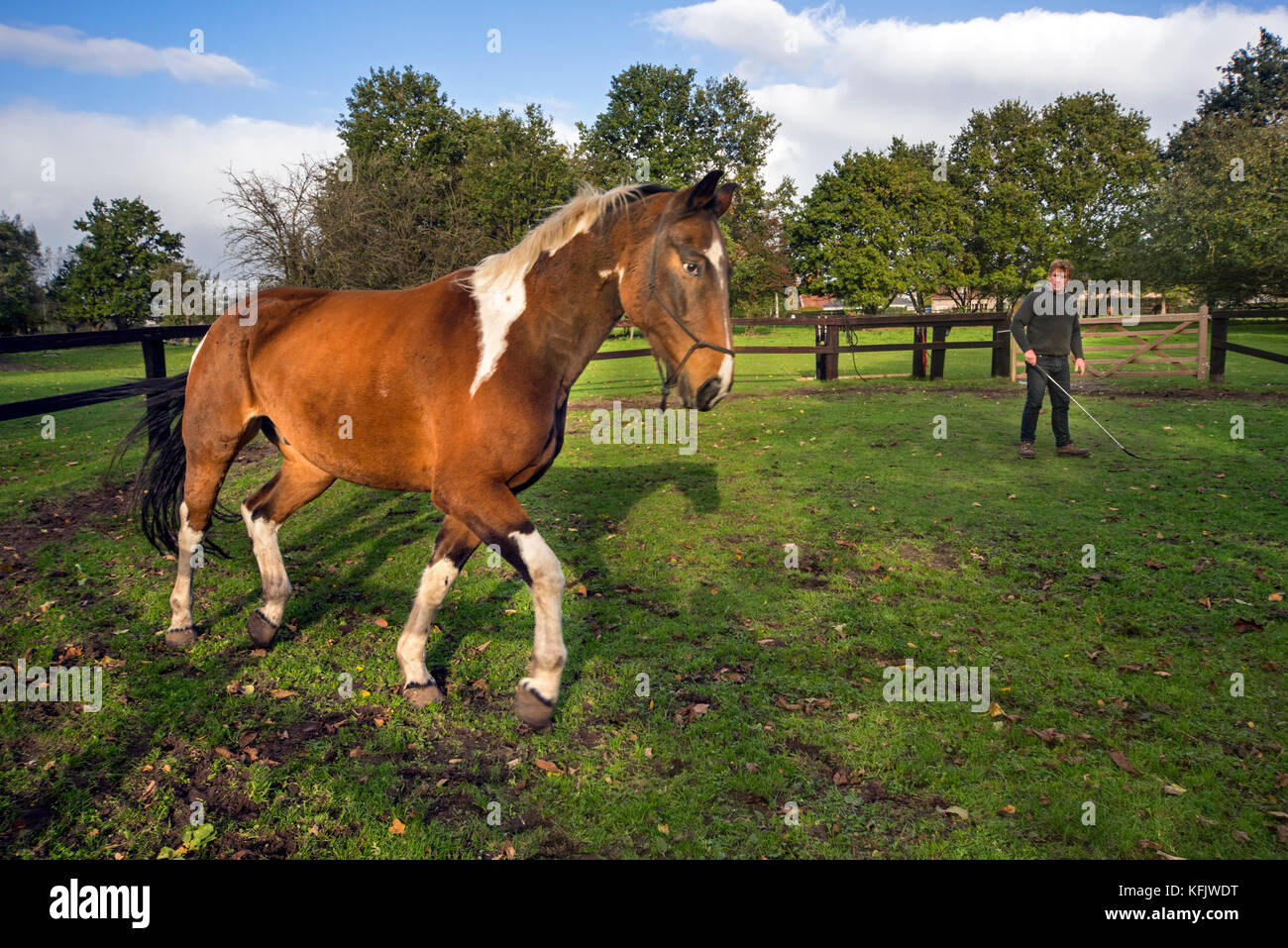 Horse trainer training Pinto horse / Quarter Horse stallion trotting ...