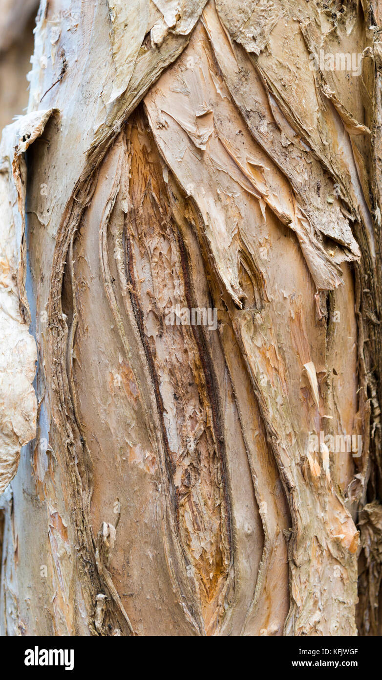 Australian paperbark tree hi-res stock photography and images - Alamy