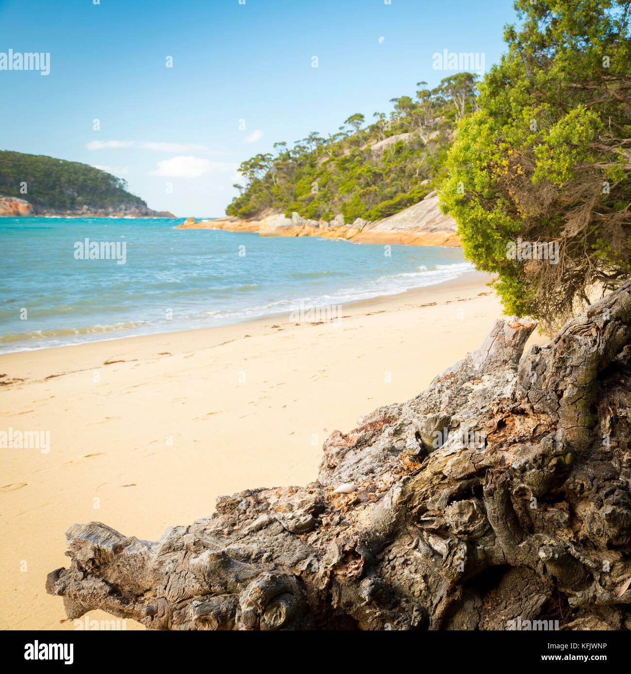 Weathered tree roots on beach at Refuge Cove, Wilsons Promontory ...