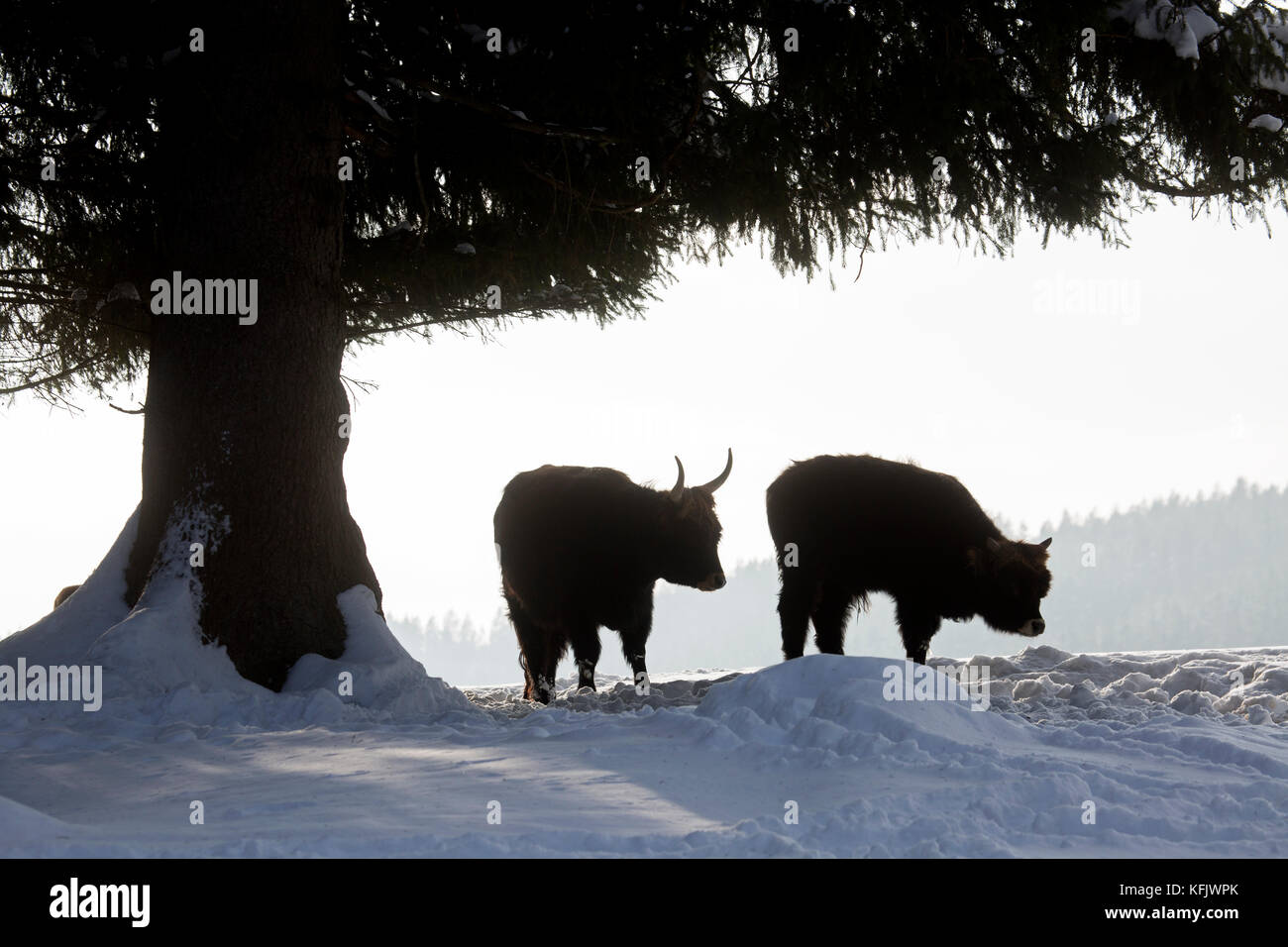 Heck cattle (Bos domesticus) two young bulls under tree in the snow in ...