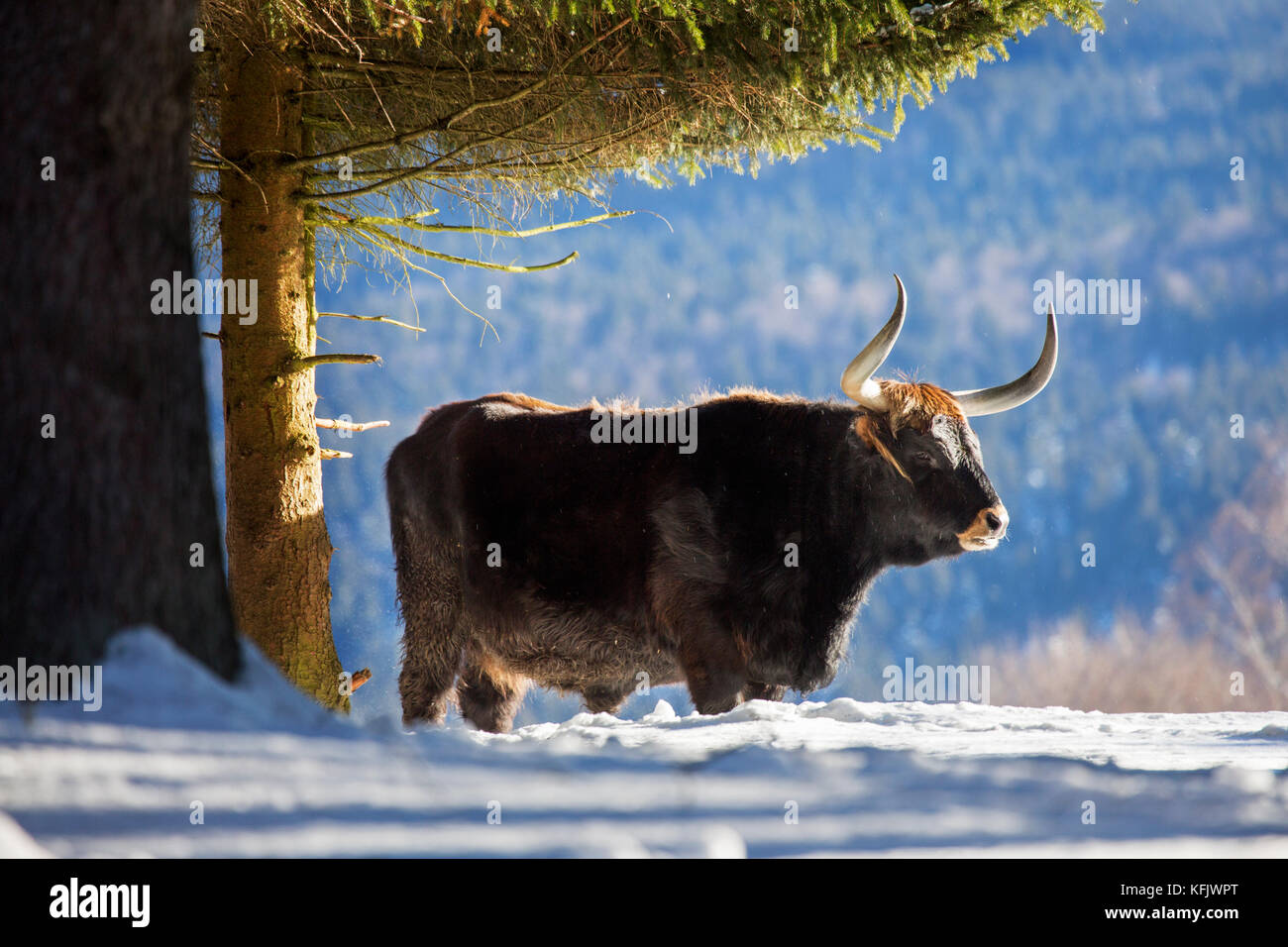 Heck cattle (Bos domesticus) bull under tree in the snow in winter ...