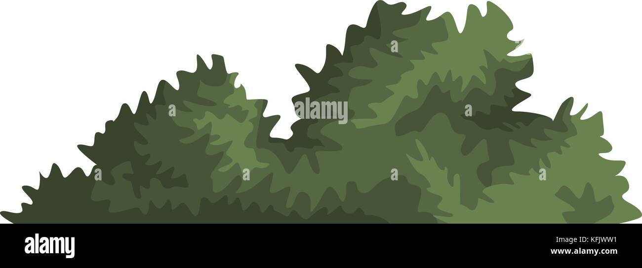 Bush plant isolated Stock Vector Image & Art - Alamy