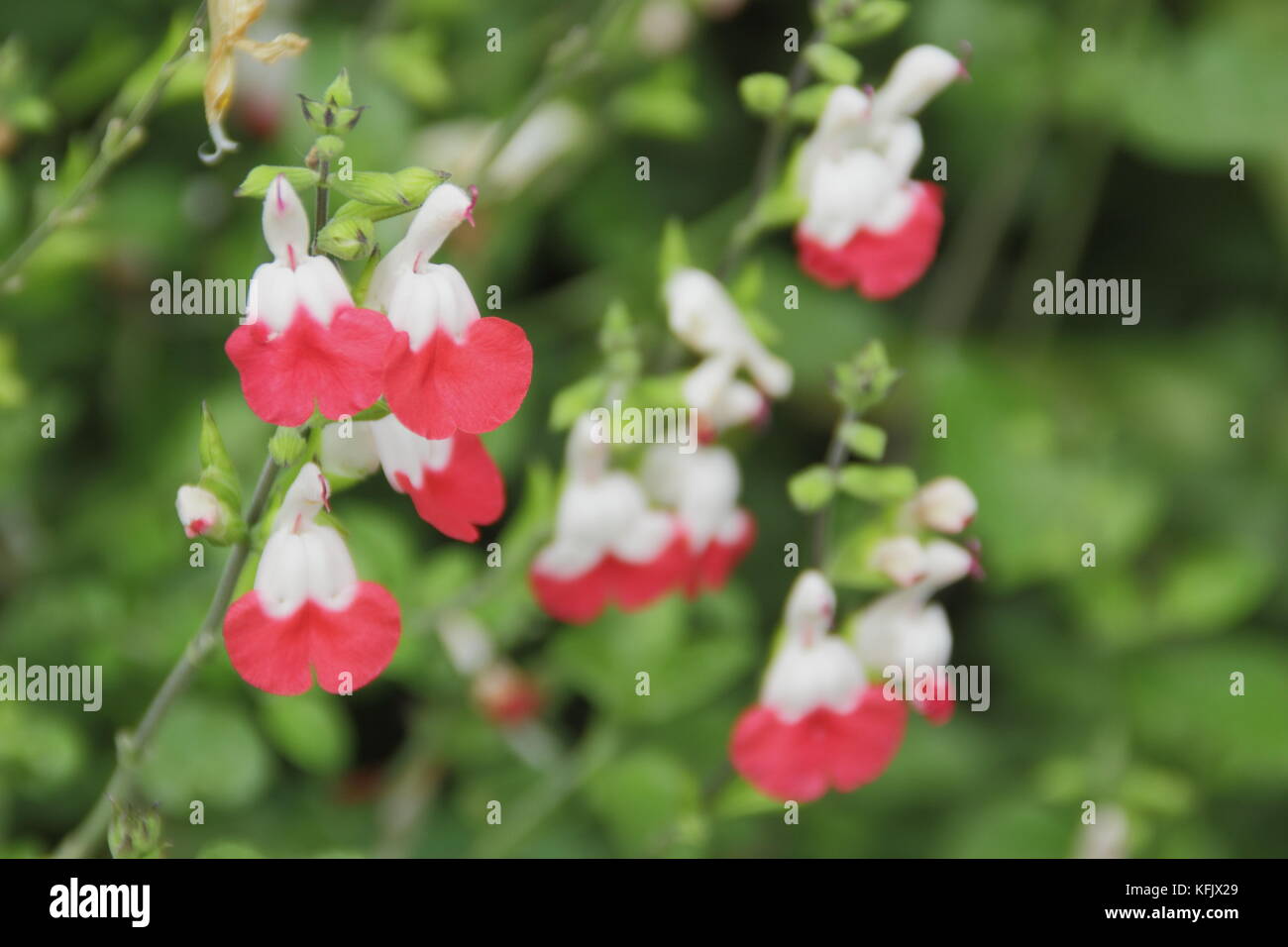 Salvia Hot Lips White Flower High Resolution Stock Photography and ...