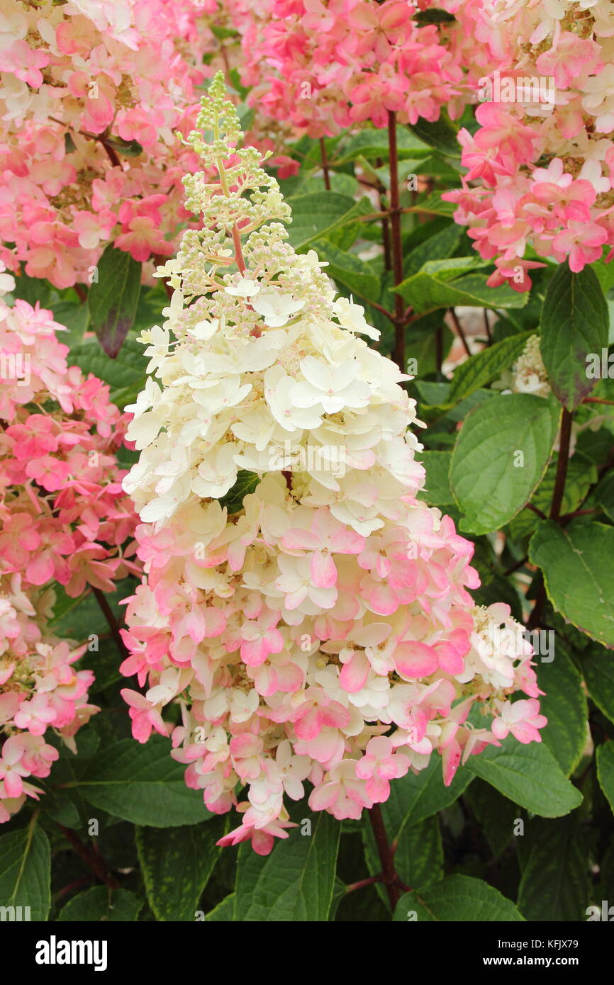 Showy cream and pink flowers (panicles) of Hydrangea paniculata Stock ...