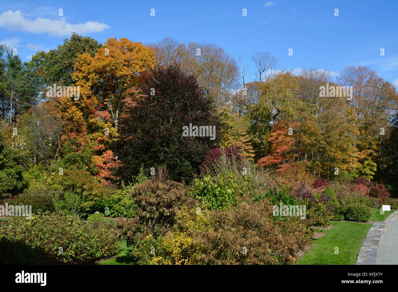 Fall Foliage and the Boston skyline seen from the Arnold Arboretum in ...