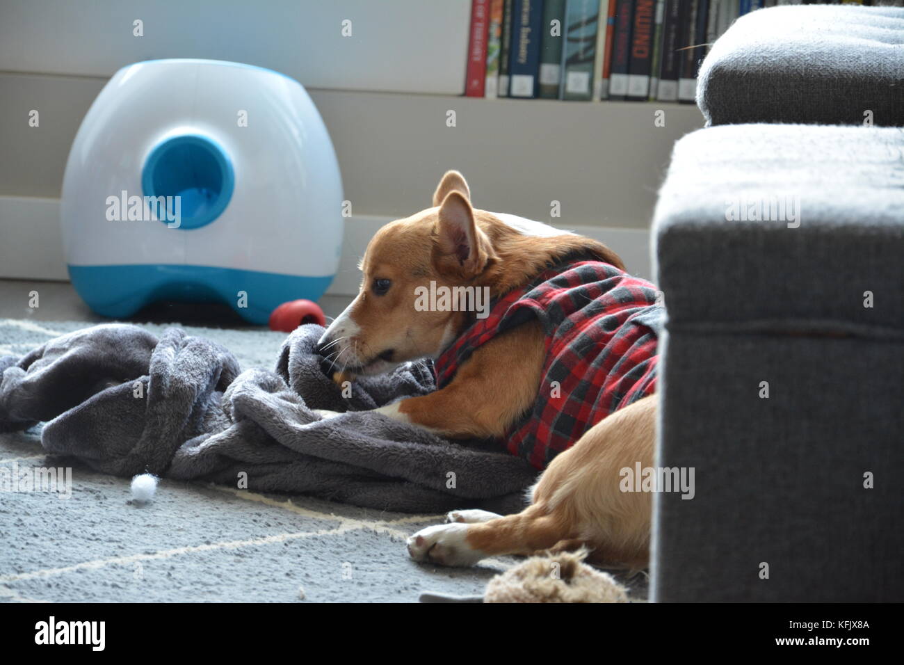 A red sable Pembroke Welsh Corgi in Boston Massachusetts USA during the ...