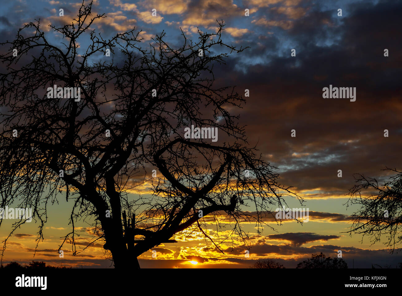 Trees longer life. Death at sunset. countryside of the sunset tree ...