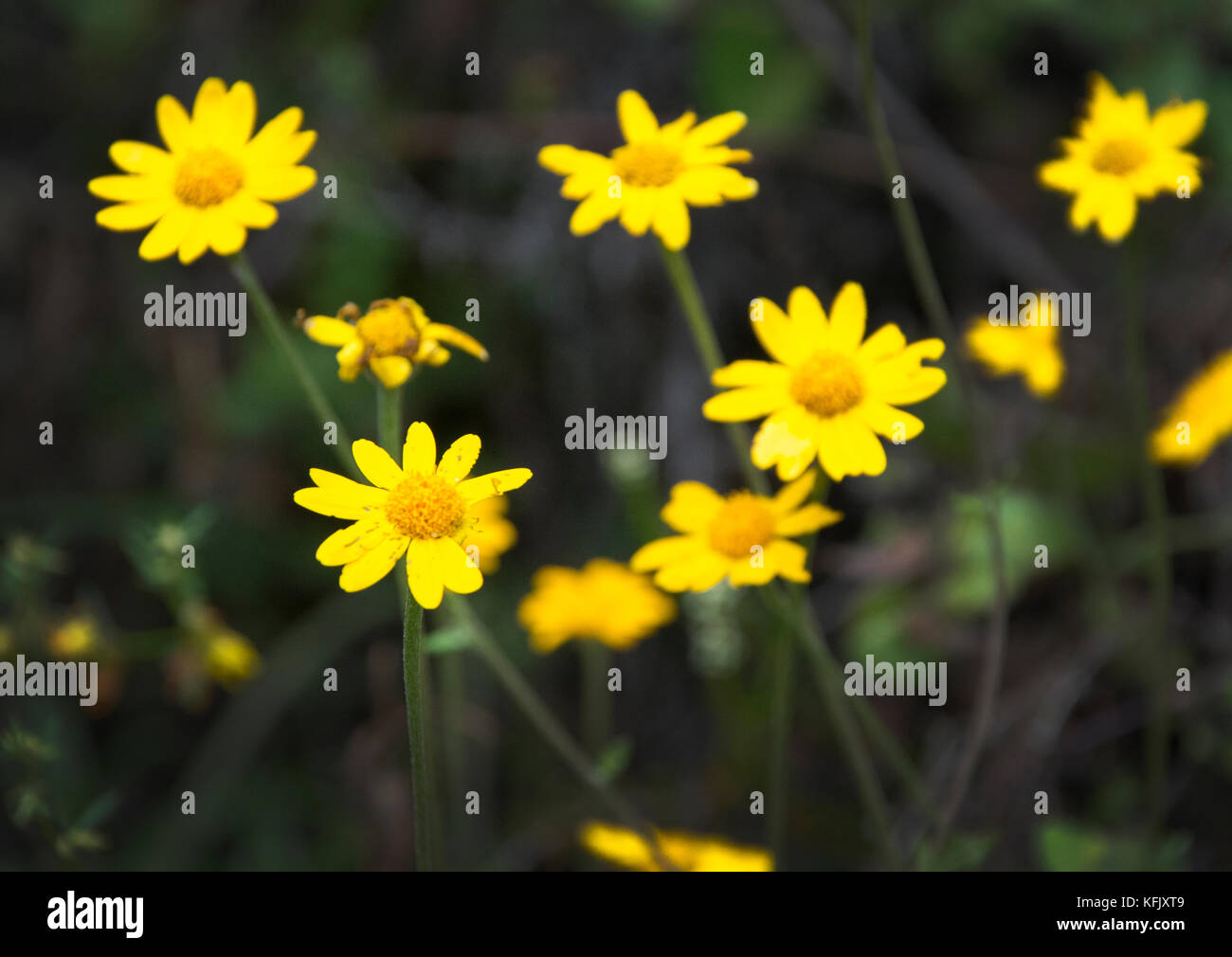 Yellow wildflowers (species of aster), Mount Tamalpais State Park ...