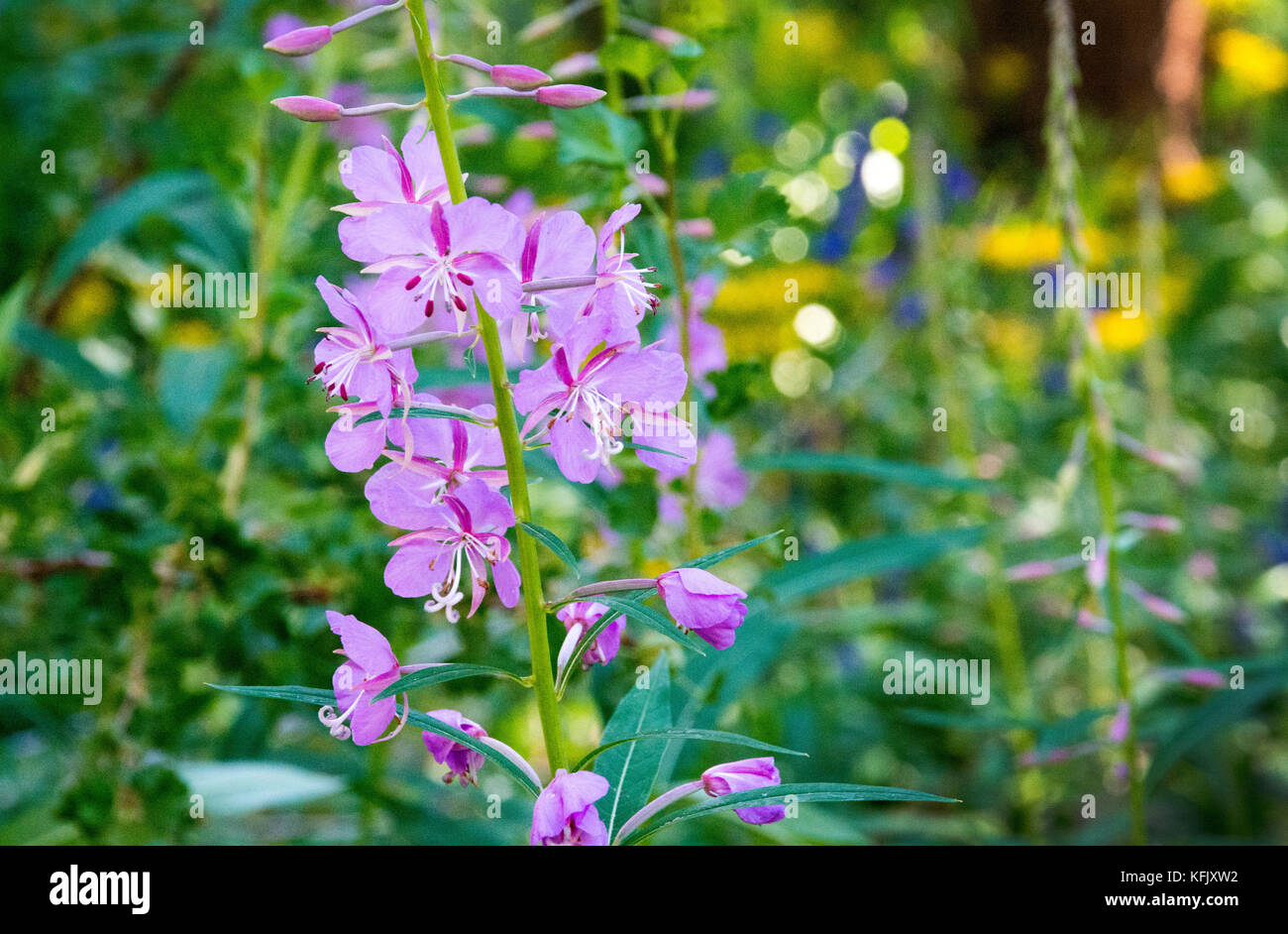 Fireweed and other wildflowers, Piute Pass Trail, California Stock ...