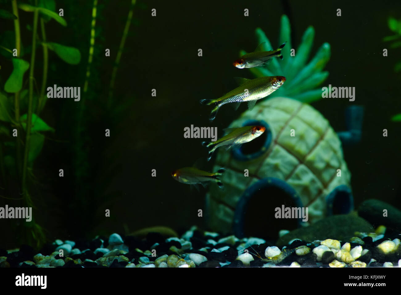 Rummy nose tetra fish High Resolution Stock Photography and Images - Alamy