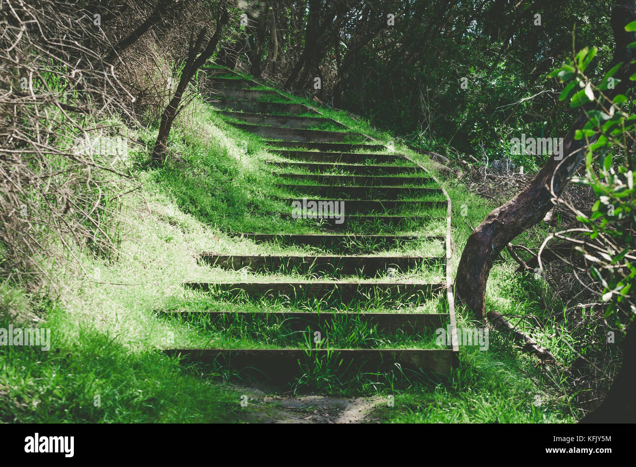 Wooden stairs in native Australian forest Stock Photo - Alamy