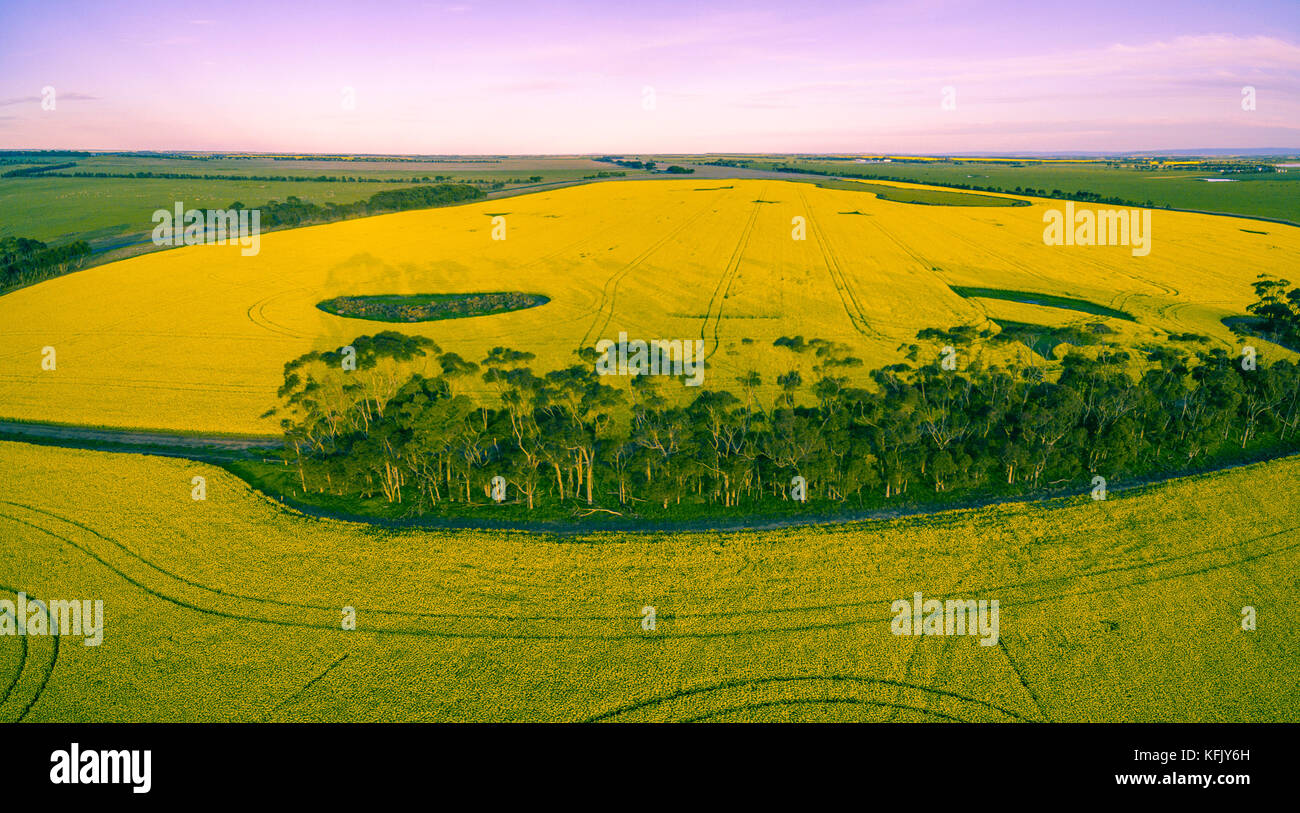 Aerial view canola fields canola hi-res stock photography and images ...