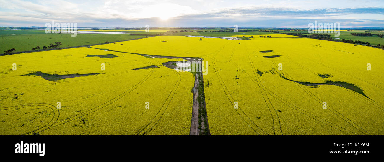 Beautiful wide aerial panorama of yellow blooming canola field at ...