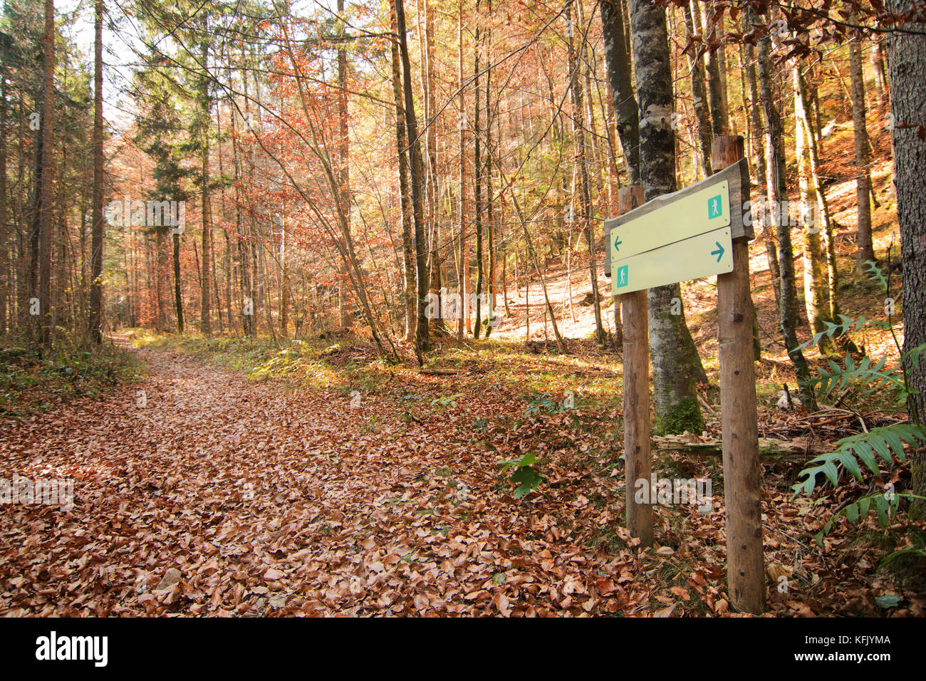 Sign post in the woods, both directions, two way Stock Photo - Alamy