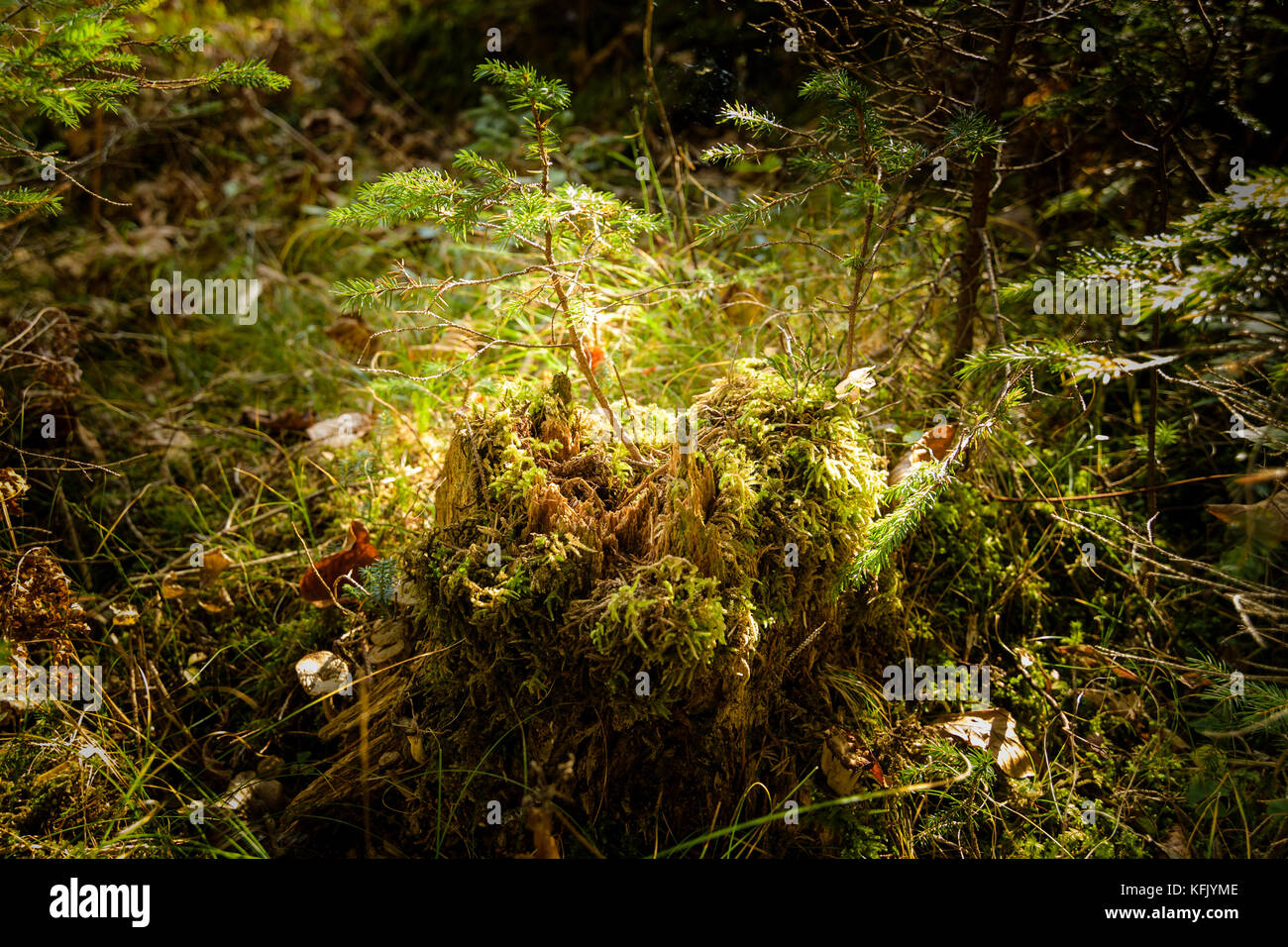 Summer forest undergrowth vegetation, grass, shrubs, moss, pinewood lit ...