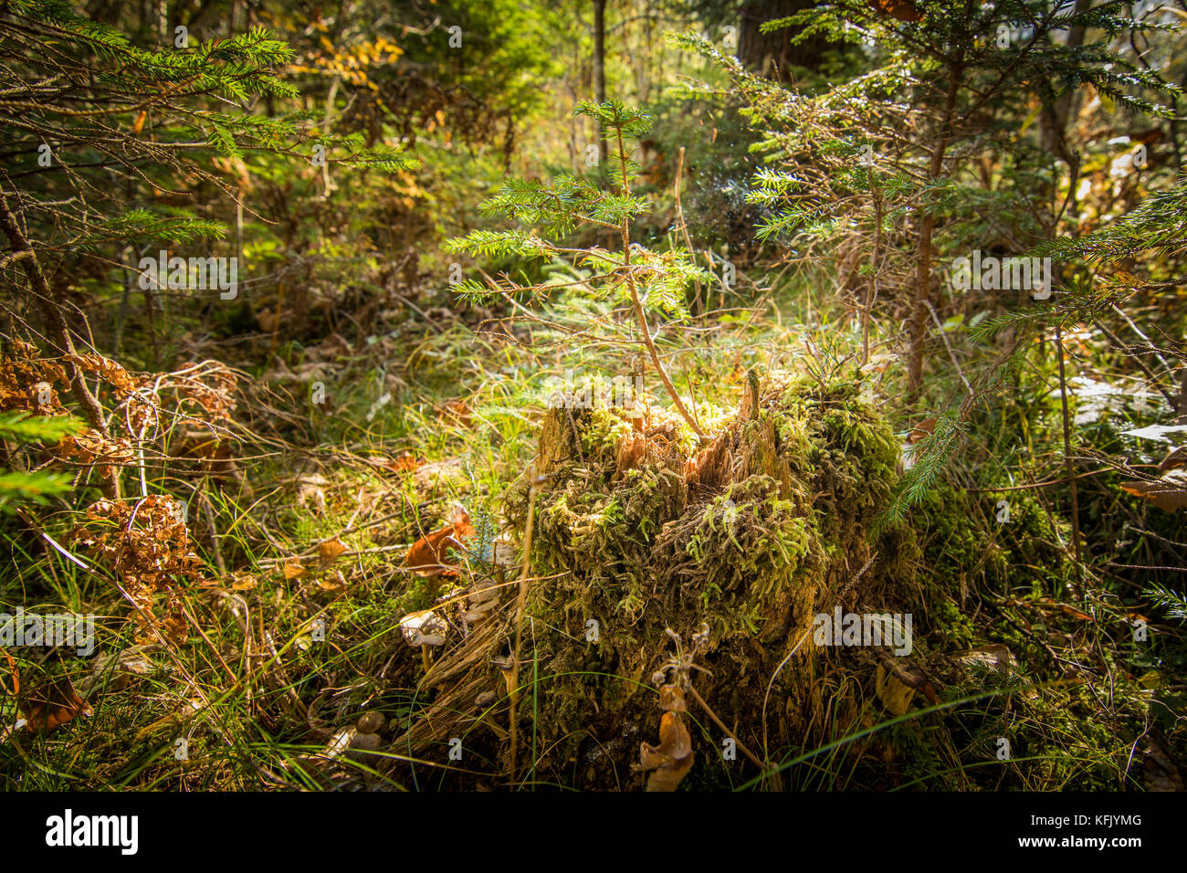 Environmental_protection hi-res stock photography and images - Alamy
