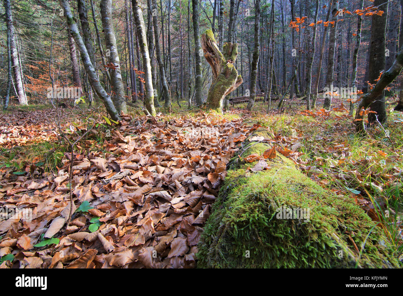 Forest fairytale scenic landscape with primeval forest in autumn, dead ...