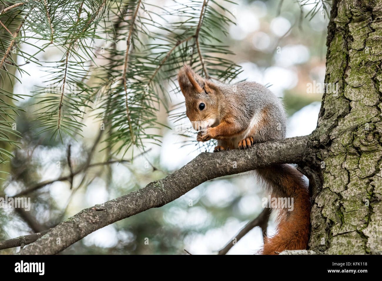 wild red squirrel sitting on tree branch in park and eating nut Stock ...