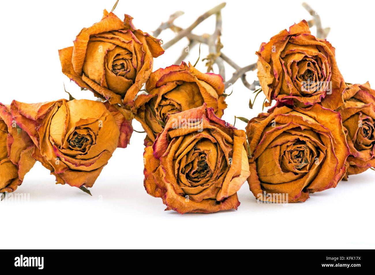 Memory concept studio shot collection of dead yellow roses of on white ...