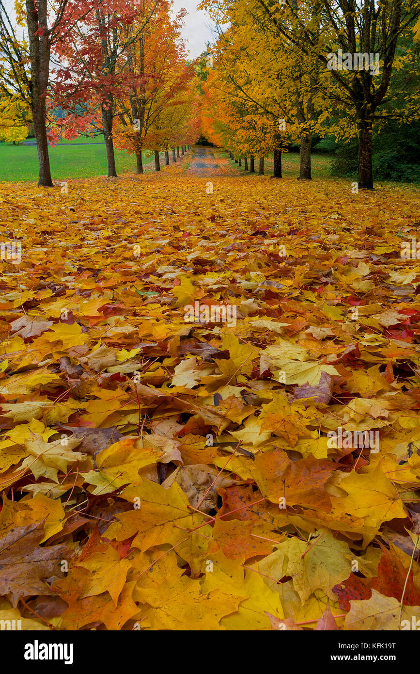 Peak Fall Season Colors with leaves covered tree lined street in Oregon ...