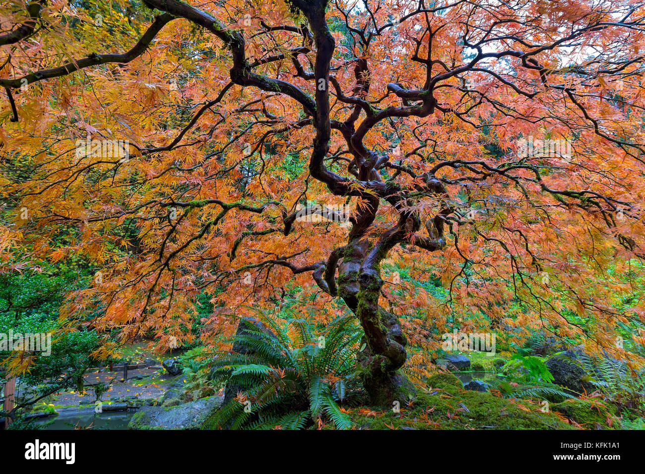 Lace Leaf Maple Tree at Japanese Garden in Fall Season Color Stock ...