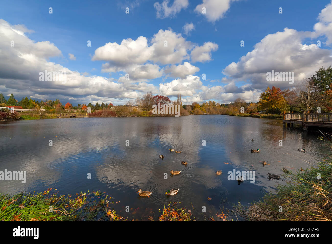 Commonwealth Lake Park with ducks in the lake in Beaverton Oregon on a ...