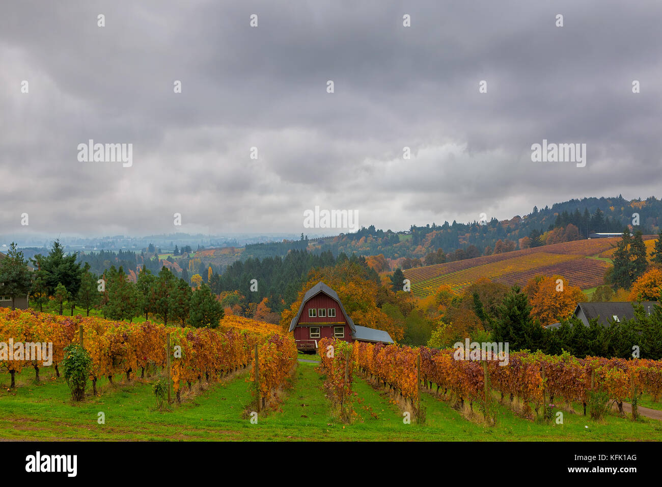 Vineyard in rolling hills Dundee Oregon on foggy day in fall season ...