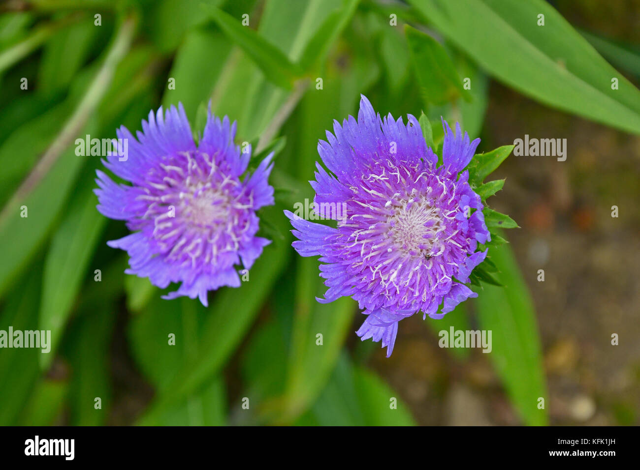 Stokesia Laevis 'Blue Star' in close up in a cottage garden Stock Photo ...