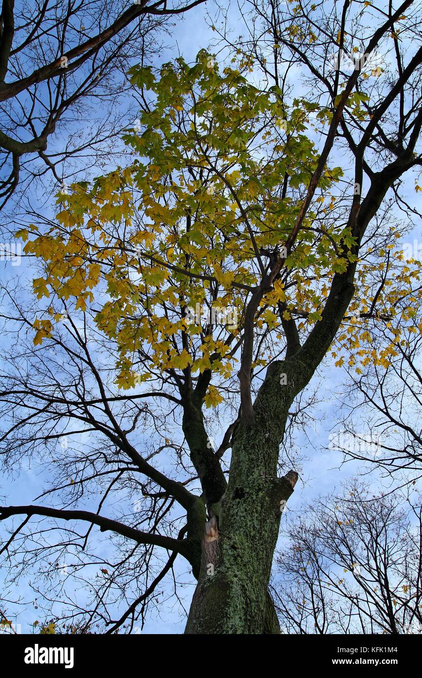Maple tree in yellow garment Stock Photo - Alamy