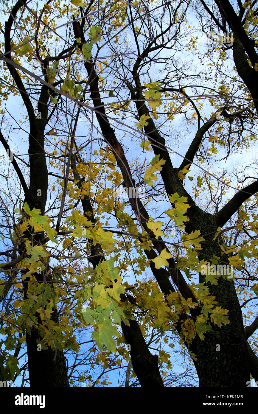 Maple tree in yellow garment Stock Photo - Alamy