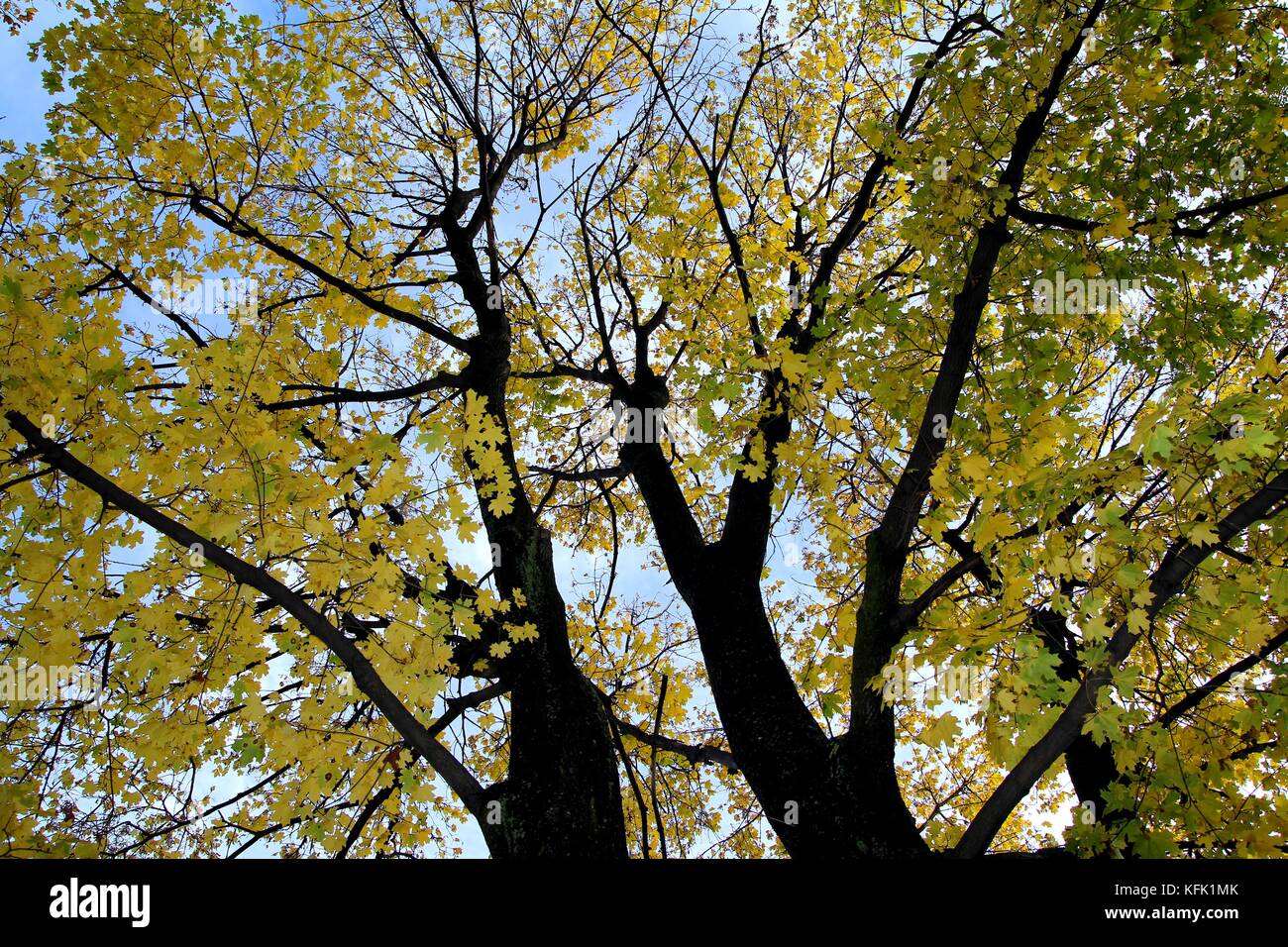 Maple tree in yellow garment Stock Photo - Alamy