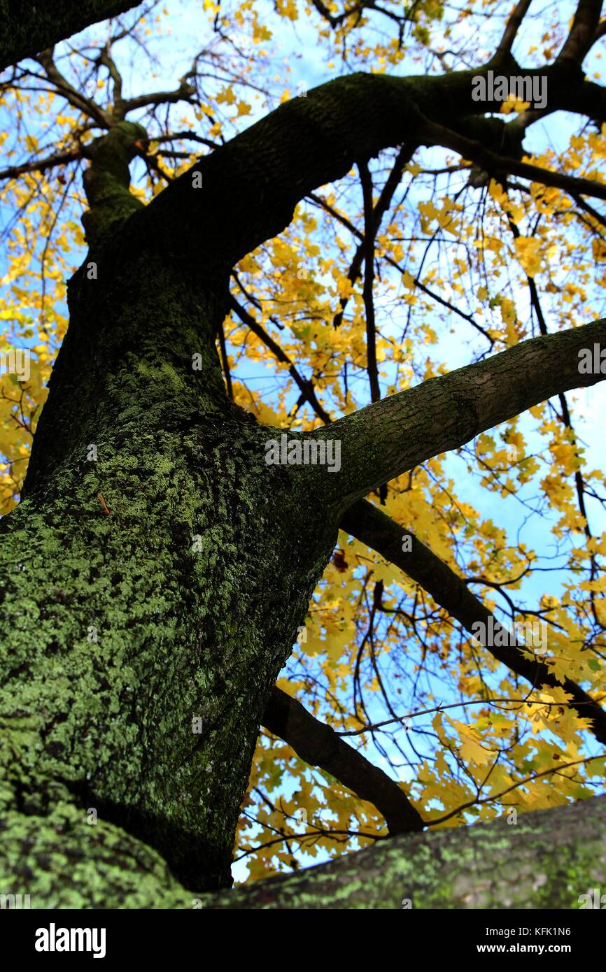 Maple tree in yellow garment Stock Photo - Alamy