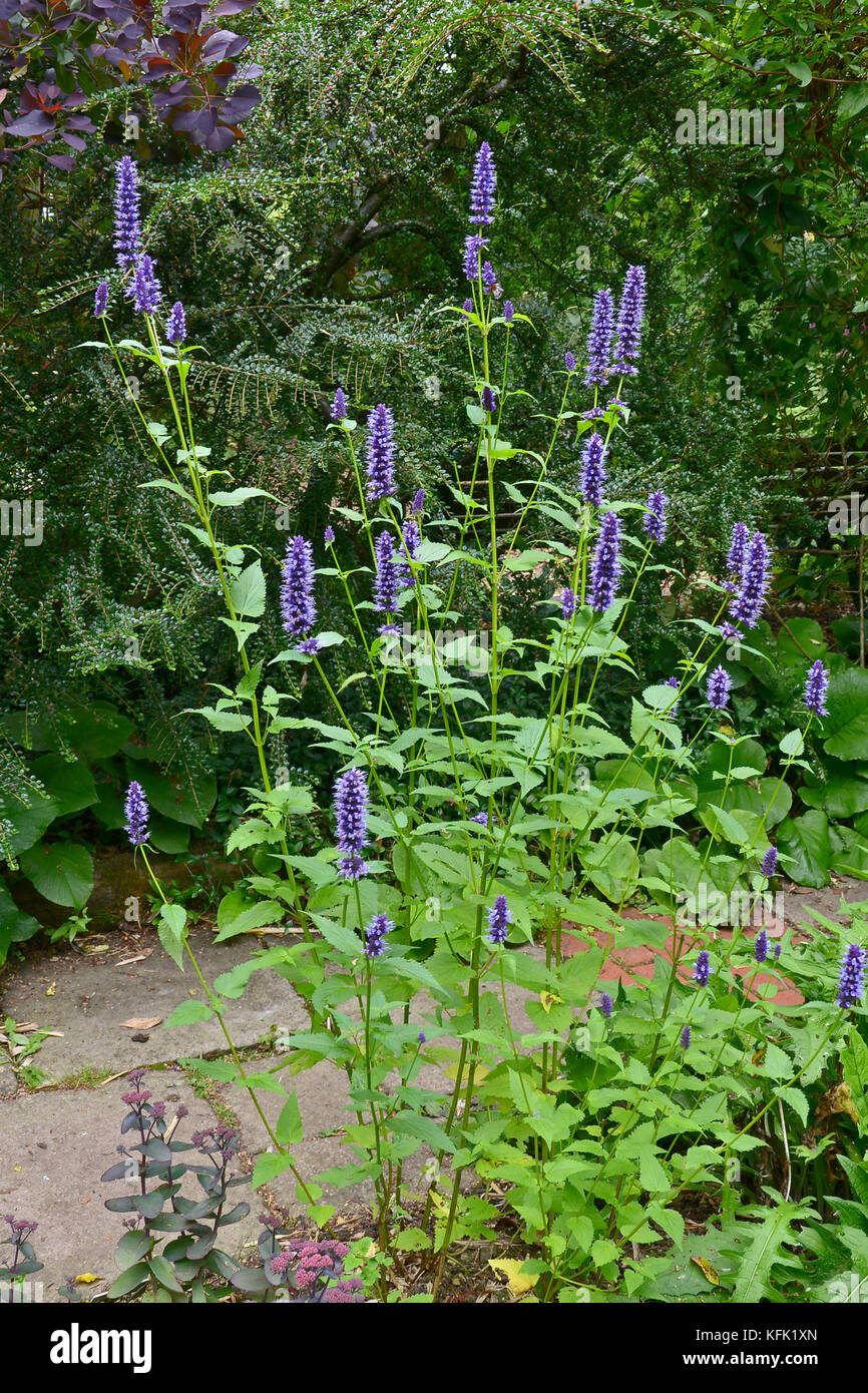 Agastache 'Black Adder' in a garden border Stock Photo - Alamy
