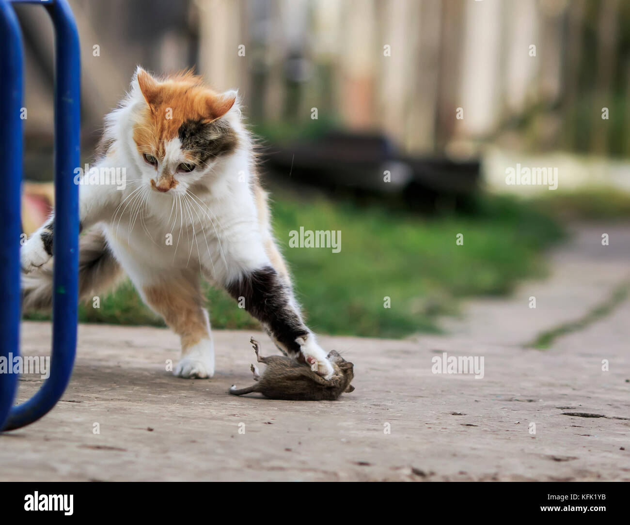beautiful fluffy cat playing with a caught mouse running around and ...