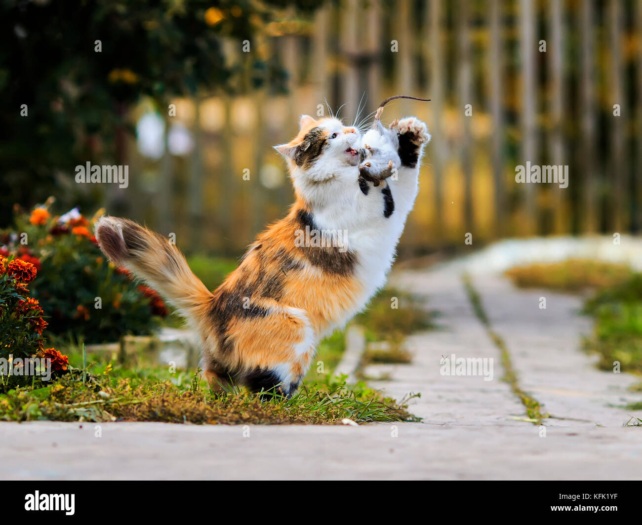 beautiful fluffy cat playing with a caught mouse running around and ...