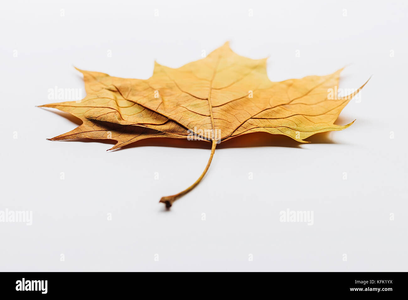 Single dry autumn leaf on a white background with shadow underneath ...