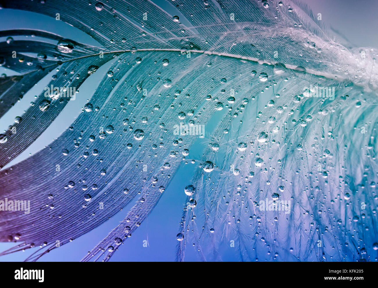 elegant background from a fantastic fairy-tale feather with dew drops ...