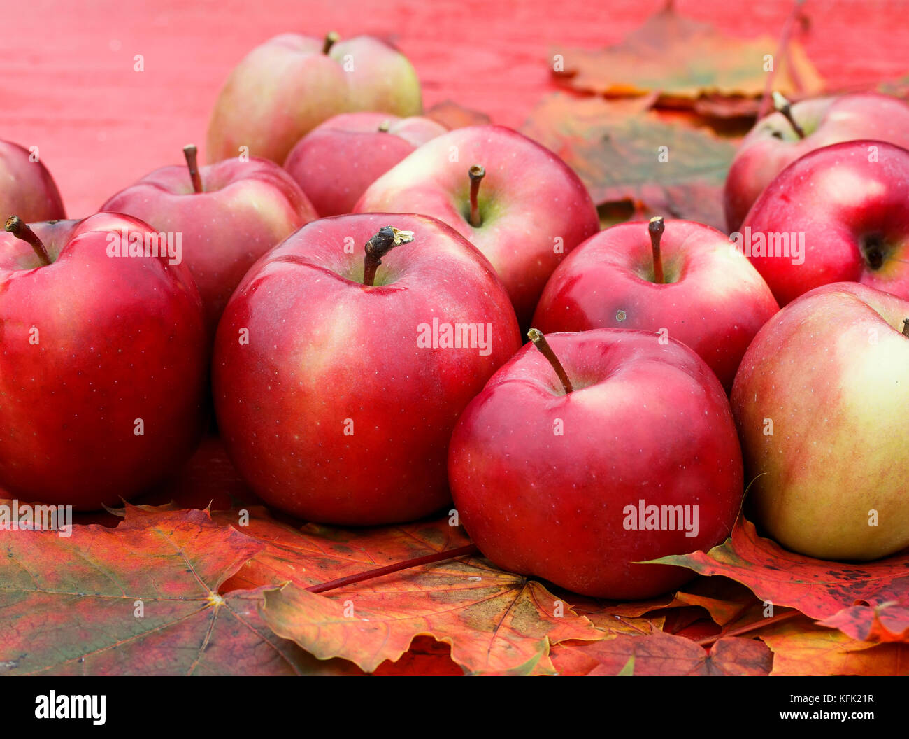 lot of ripe red apples lie on a wooden table on colorful maple leaves ...