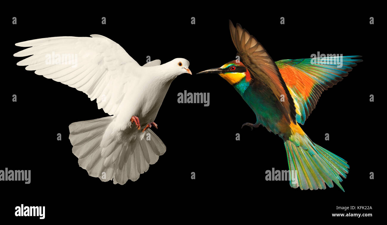 white dove and a colored bird on a black background Stock Photo - Alamy