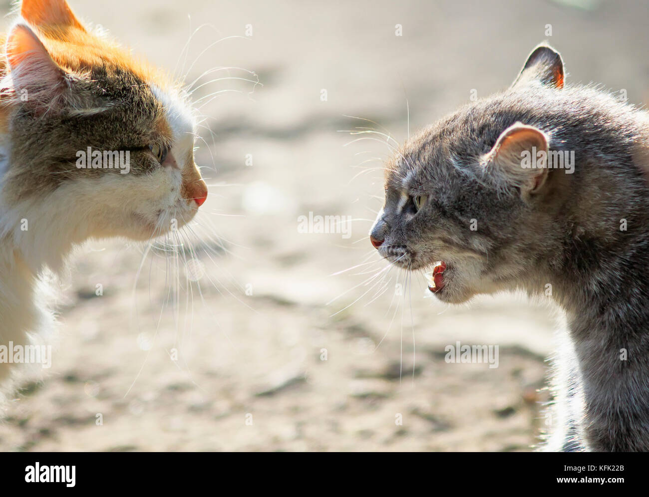 Aggressive cats hi-res stock photography and images - Alamy