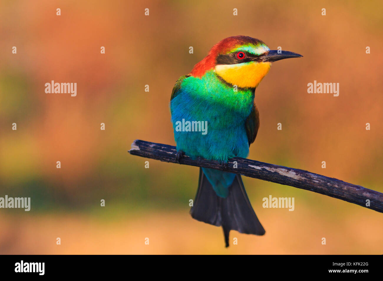 bright bird in the east sun Stock Photo - Alamy